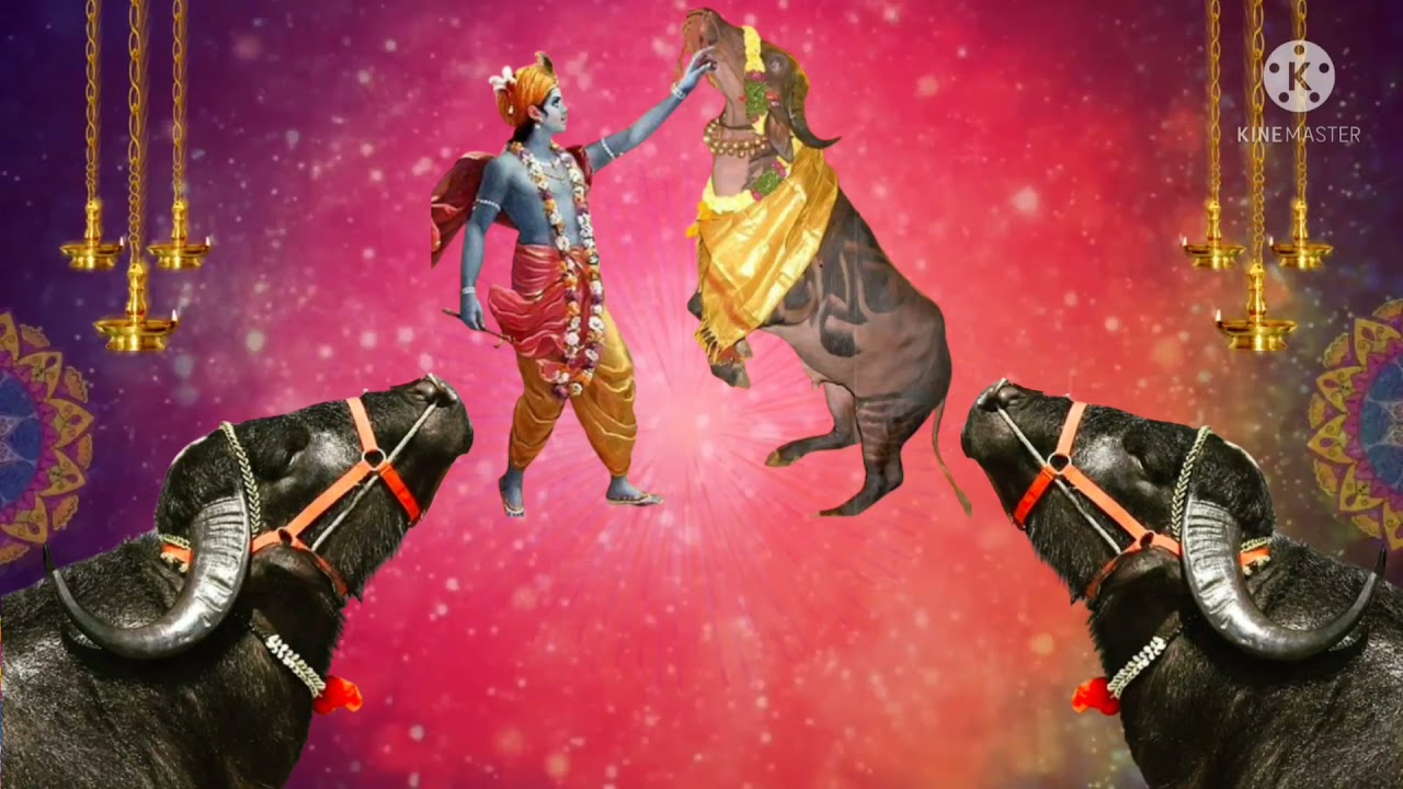 sadar yadav special buffalo background video - YouTube