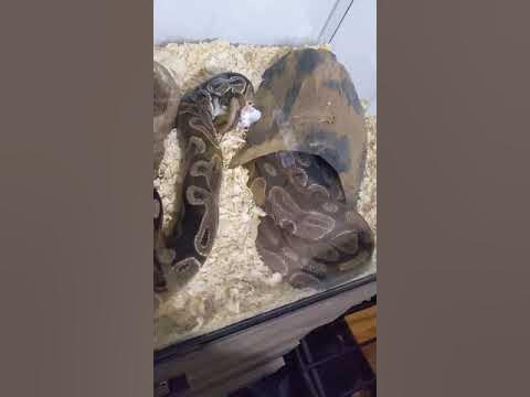 snakes eats bird - YouTube