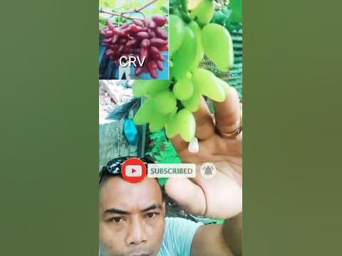 ANGGUR CARNIVAL GENJAH/MUDAH BERBUAH..Rekomendasi buat Pemula yang mau Tanam🍇‼️#tanamananggur ...