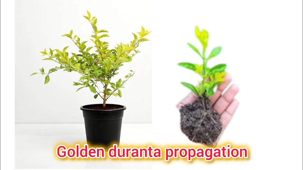 How to propagate golden duranta hedge plant at home l Cuttings growing ...