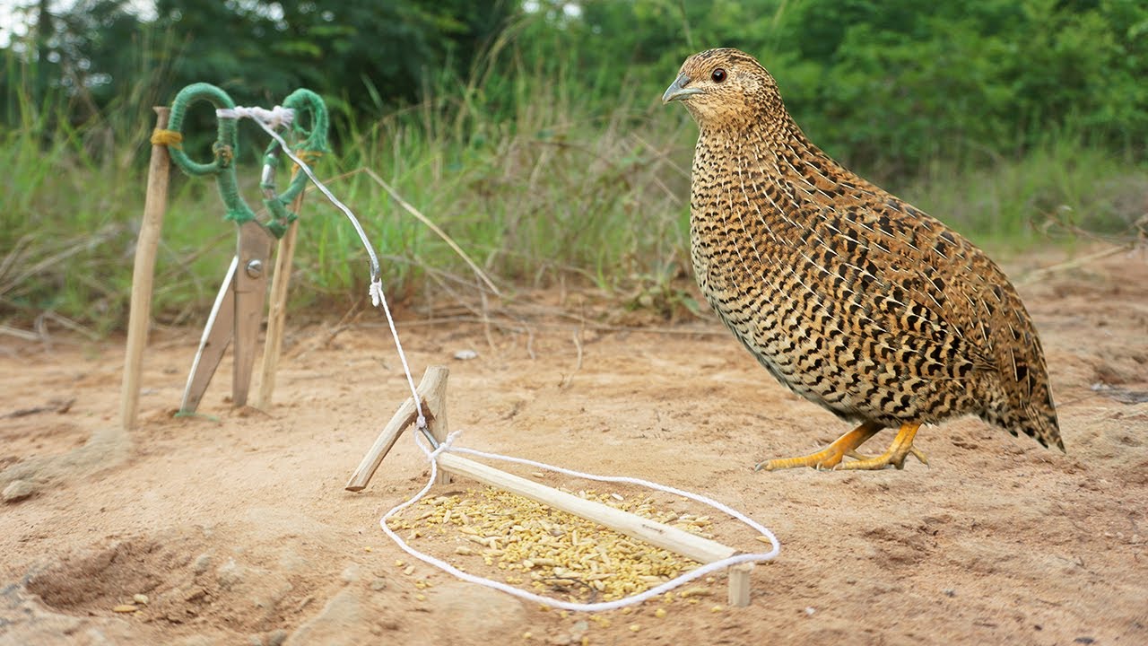 Amazing quail trap Using scissors & Wood - YouTube