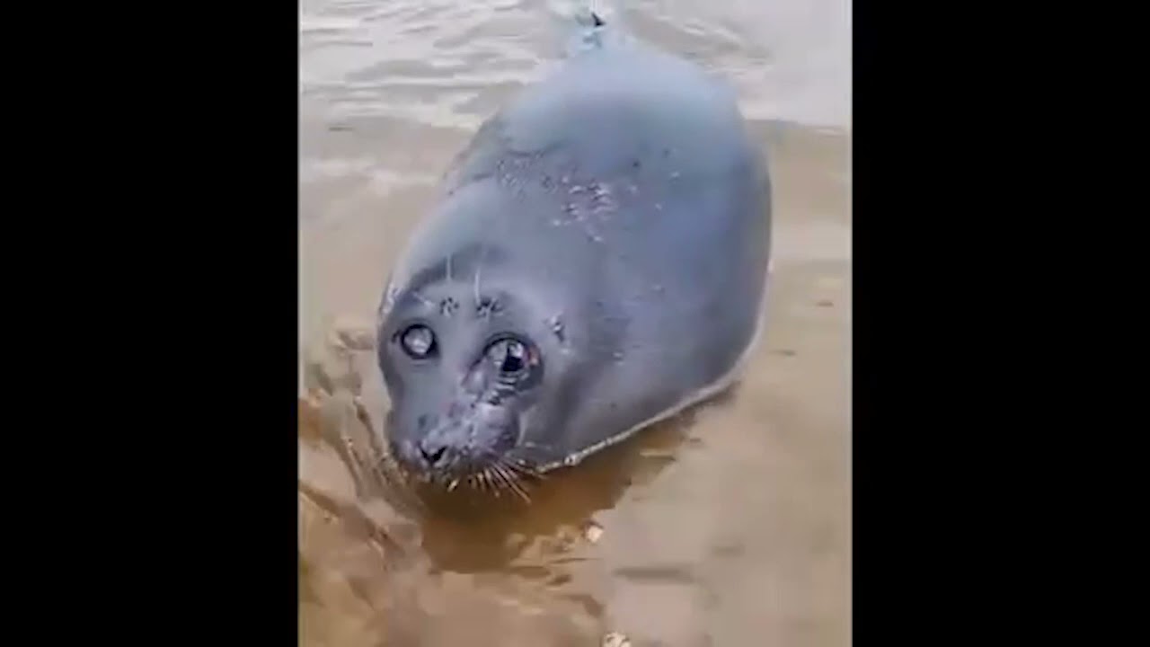 the seal.mp4 - YouTube