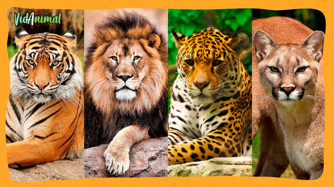 LOS 9 GRANDES FELINOS DEL MUNDO: Los grandes depredadores. - YouTube
