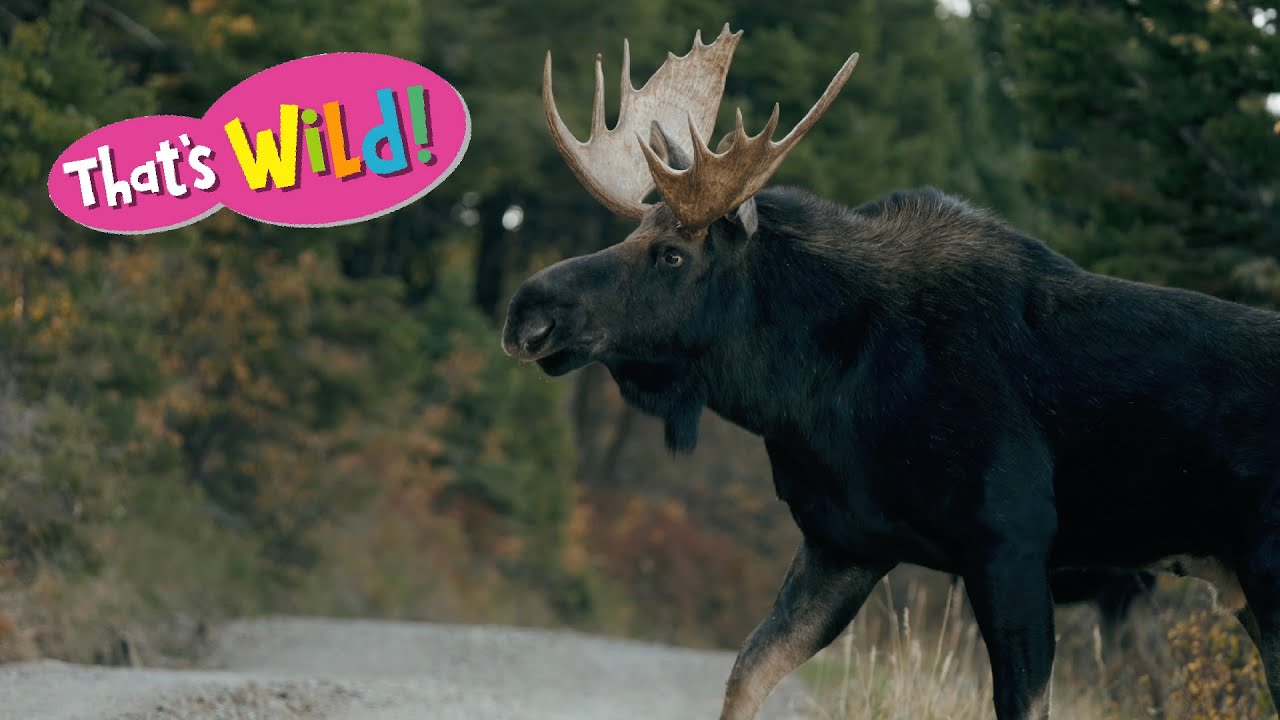 How heavy are moose antlers? | That's Wild! - YouTube