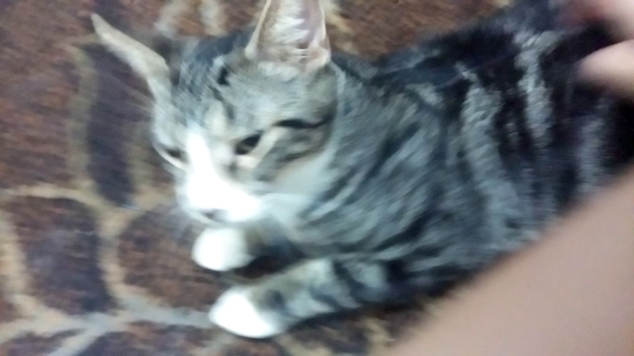 Cat hallucinating - YouTube