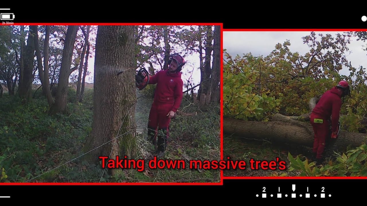 in the woods #dangerous #ashdieback falling trees - YouTube