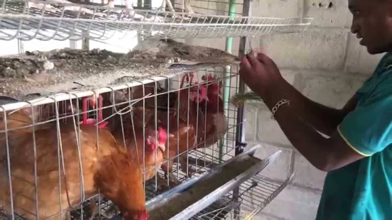 Naomi's Animal Feed Project in Tigray, Ethiopia VLOG - YouTube