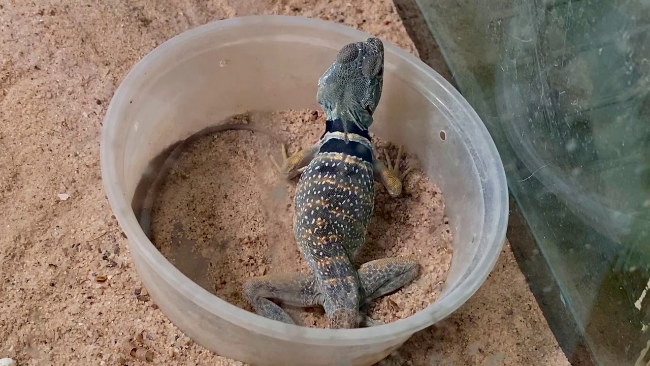 A Collared Lizards Daily Routine - YouTube
