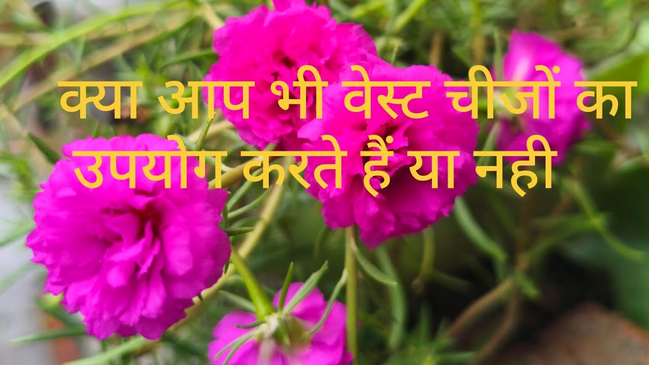 How to make useless things usefull in garden#gardening #home #plants #nature. - YouTube