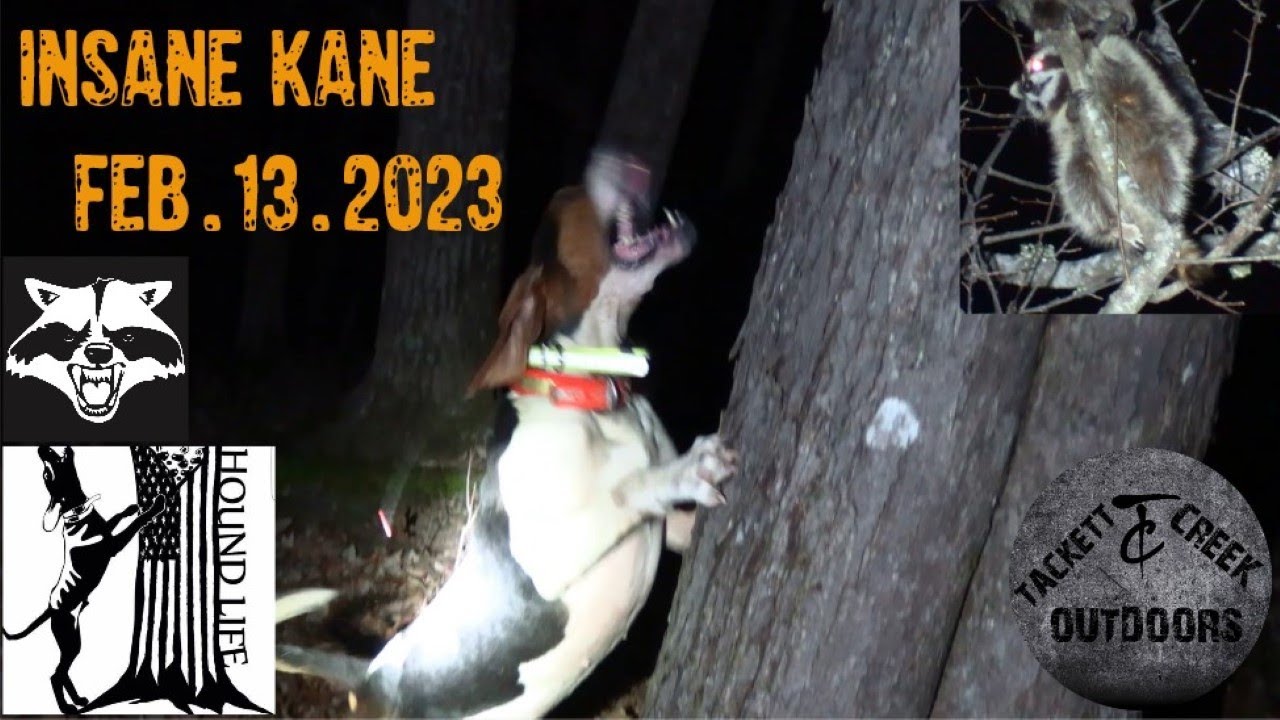 Coon hunting with Kane & Duke.(hard tree dog) - YouTube