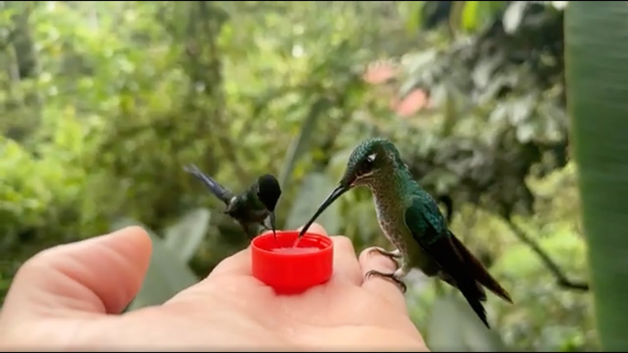 3 Hummingbirds - YouTube