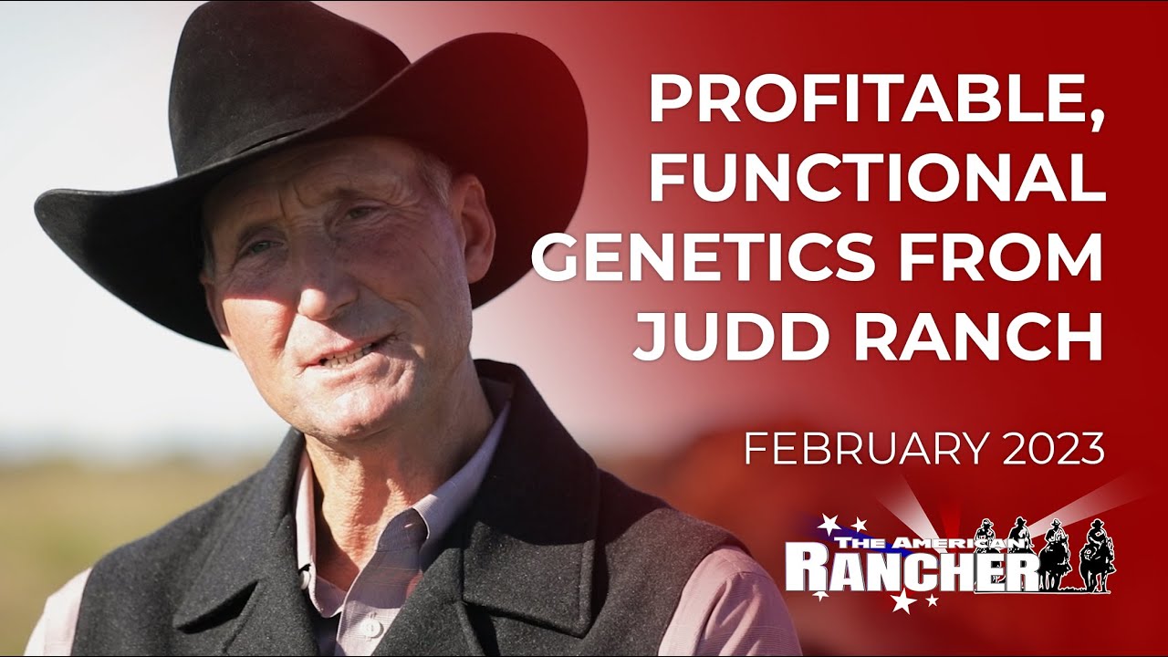 Profitable, Functional Genetics from Judd Ranch | The American Rancher ...