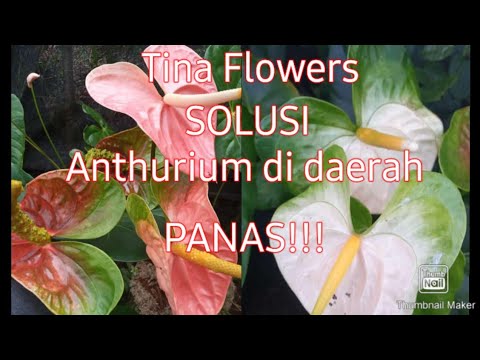 pemula wajib tahu Anthurium bunga di daerah panas!!! TINA Flowers no wa ...