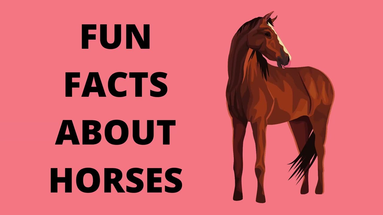 HORSES | FUN FACTS ABOUT HORSES | LET'S LEARN MORE - YouTube