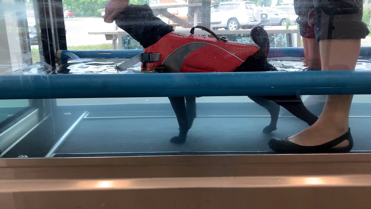 Dog hydrotherapy, post FHO surgery - YouTube