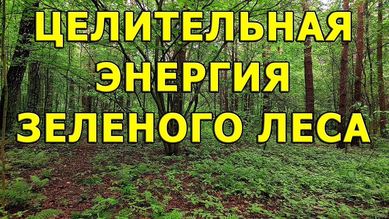 ЦЕЛИТЕЛЬНАЯ ЭНЕРГИЯ ЗЕЛЕНОГО ЛЕСА - YouTube