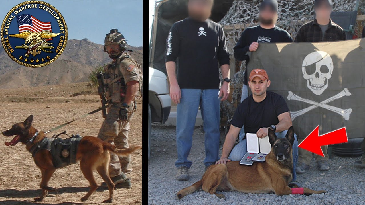 This DEVGRU K9 Terrified The Taliban (*MATURE AUDIENCES ONLY*) Navy ...