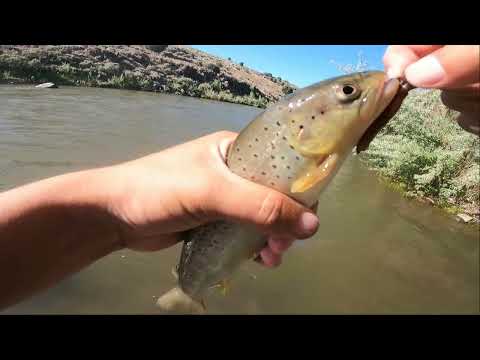 River Trout Fishing! (East Fork Carson River) - YouTube