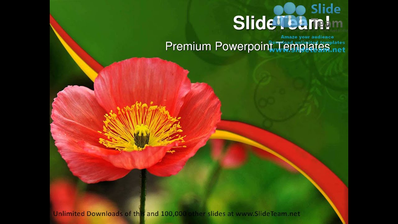 Red Iceland Poppy Beauty PowerPoint Templates Themes And Backgrounds ...
