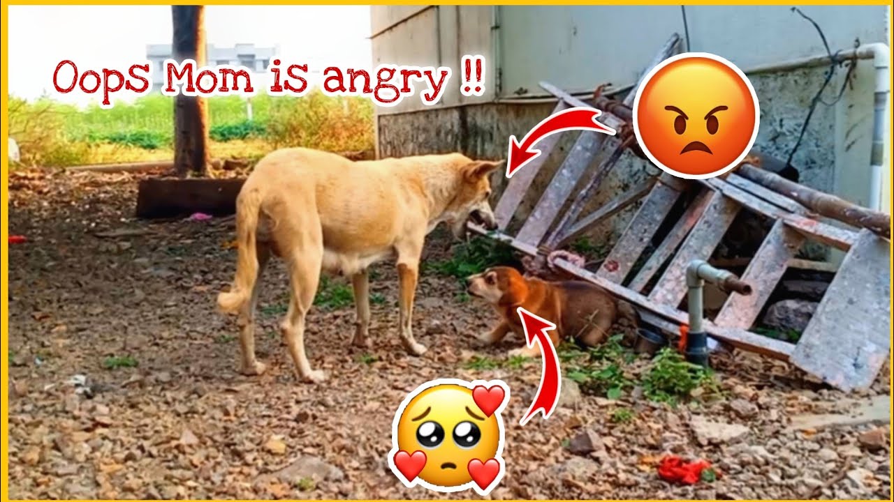 MOTHER DOG ANGRY ON HER PUPPY !!! 😱 - YouTube