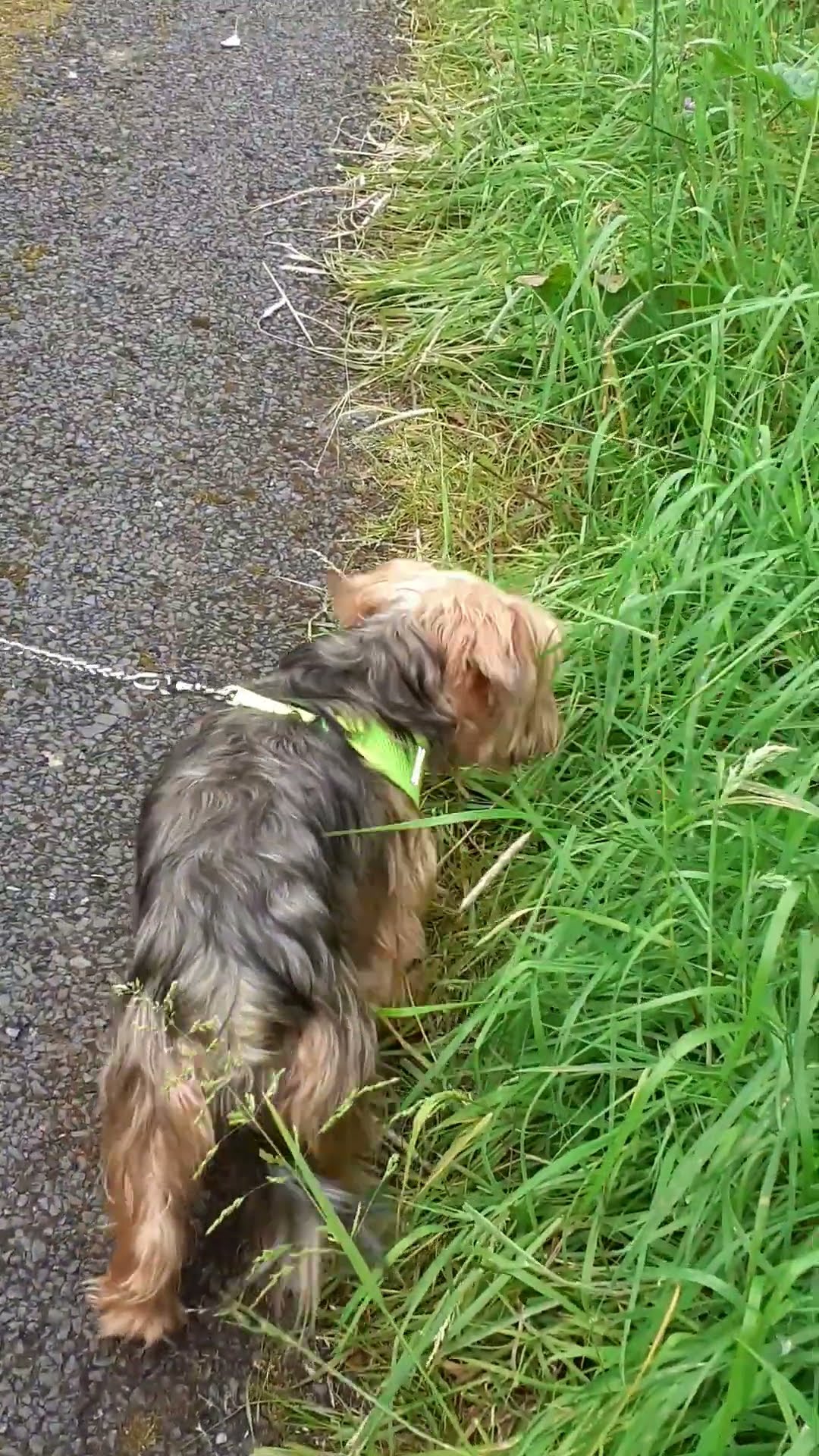 Looks like Rain Ted #freshair #youtubeshorts #fypシ ...