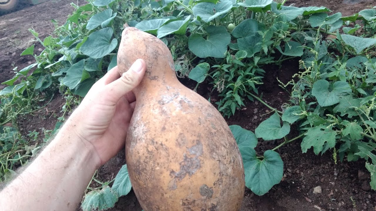 Mostrando minha plantação de porongo, ou cabaça. - YouTube