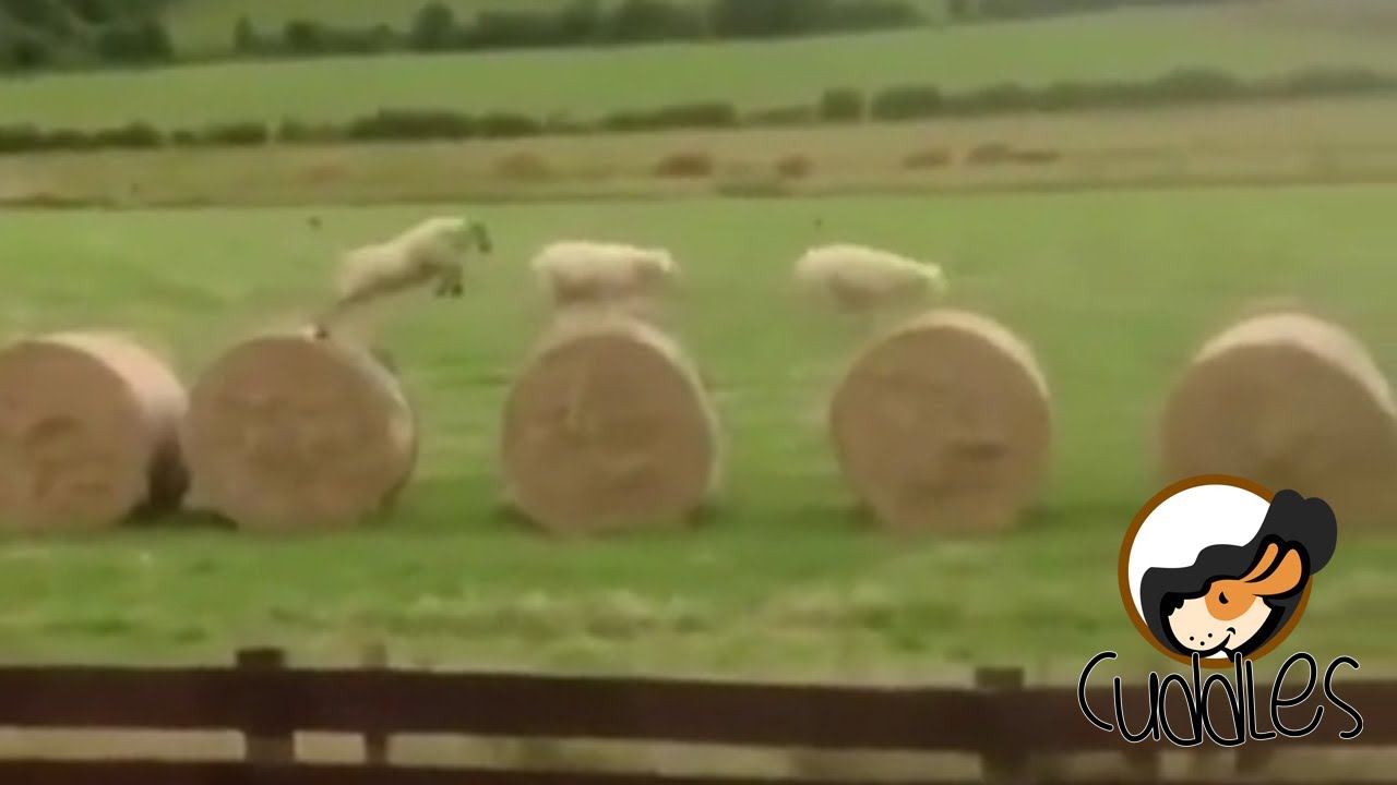 💕 What sheep do during their free time: Baaah-rkour! 💕 [Try not to ...