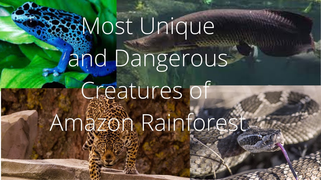 Most Dangerous Animals of the Amazon - YouTube