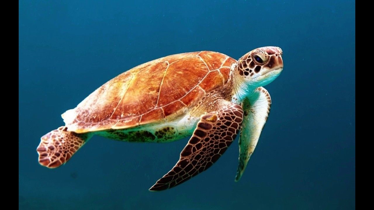 Interesting Facts About Sea Turtle YouTube interesting-facts-about-sea-turtle-youtube