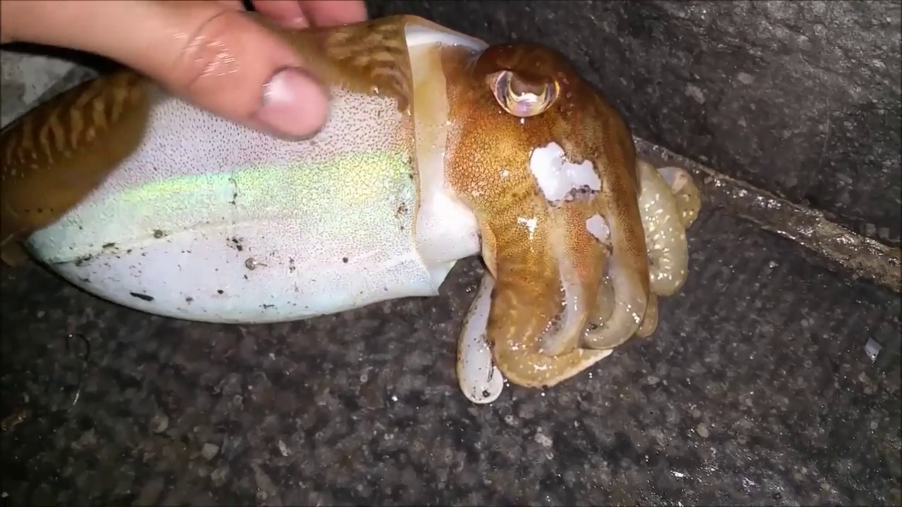 Pesca de sepias - Squid Fishing - YouTube