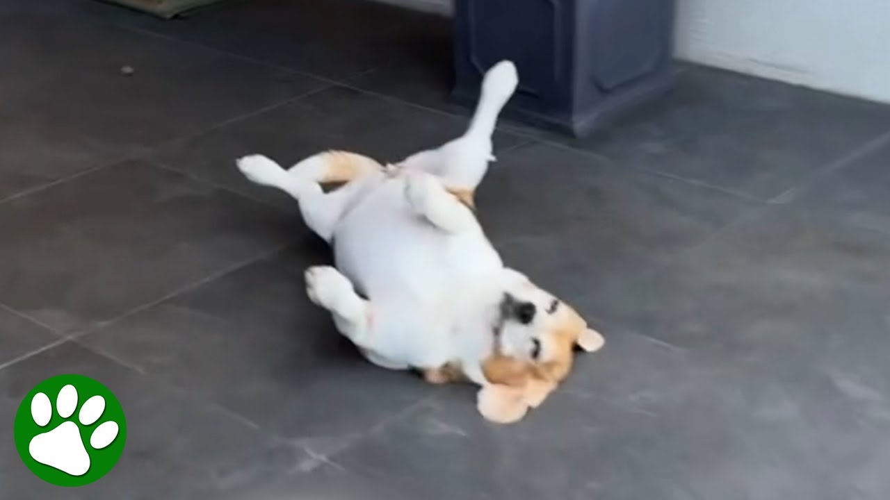 Dog "falls" to get attention - YouTube