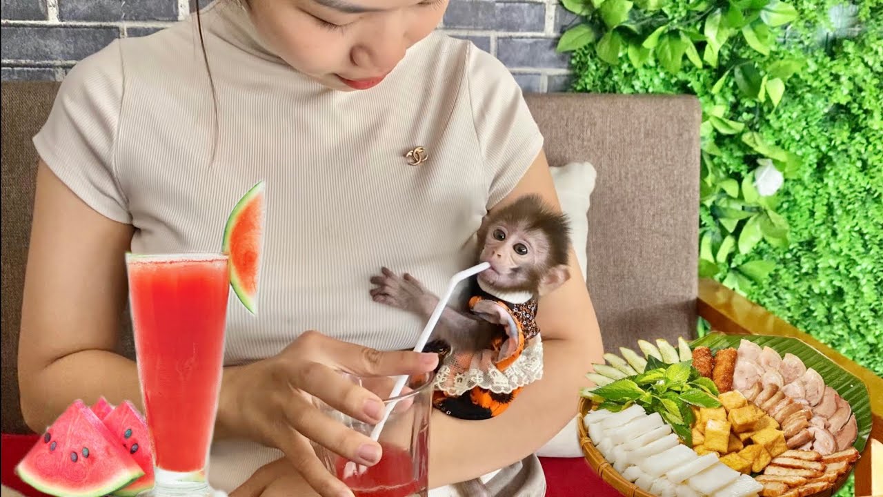 Pika monkey eats with his mother and drinks watermelon juice - YouTube