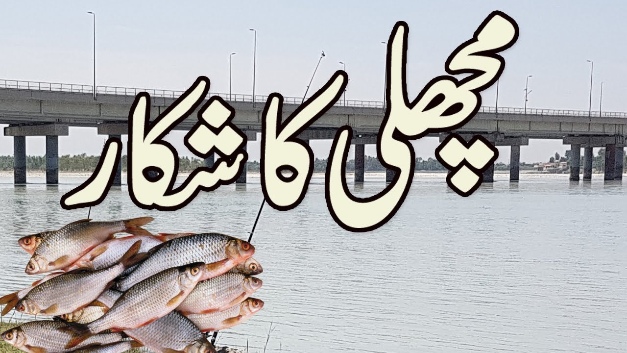 fish hunting in pakistan | big rohu fish | fish hunting in pakistan ...