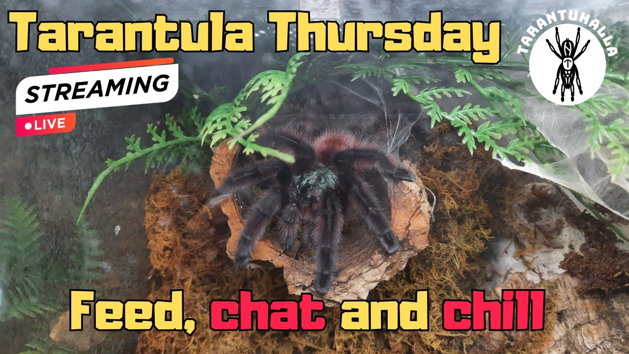 Tarantula Thursday - Taxidermy, chat and chill #live - YouTube