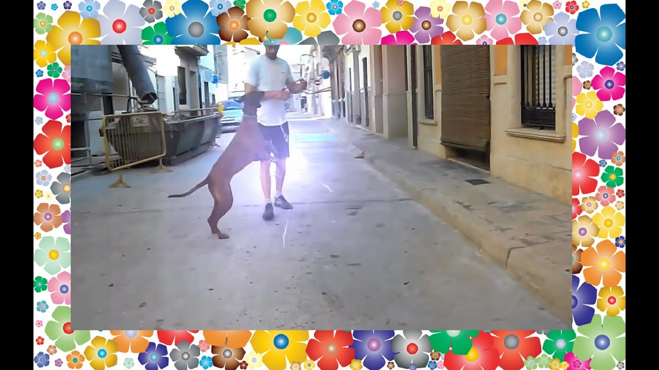 Carla a Rhodesian Ridgeback Doberman mix, leaving the house - 4th July ...