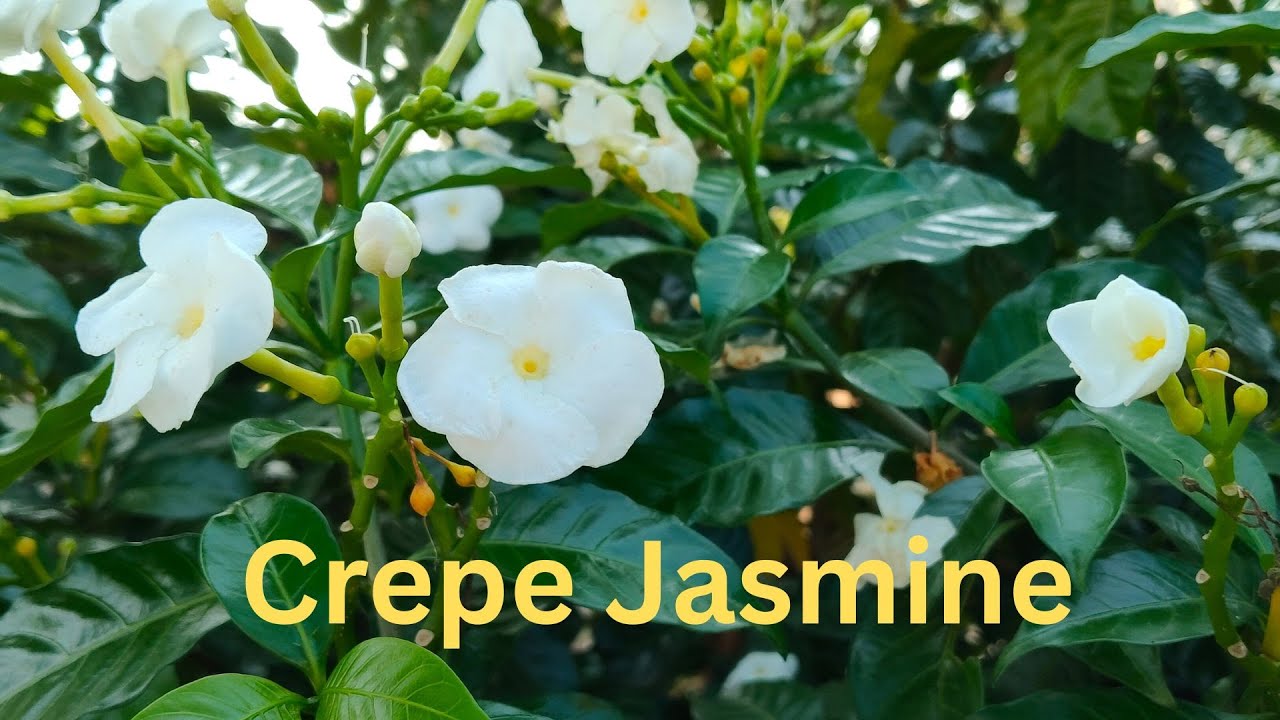 Crepe Jasmine - YouTube