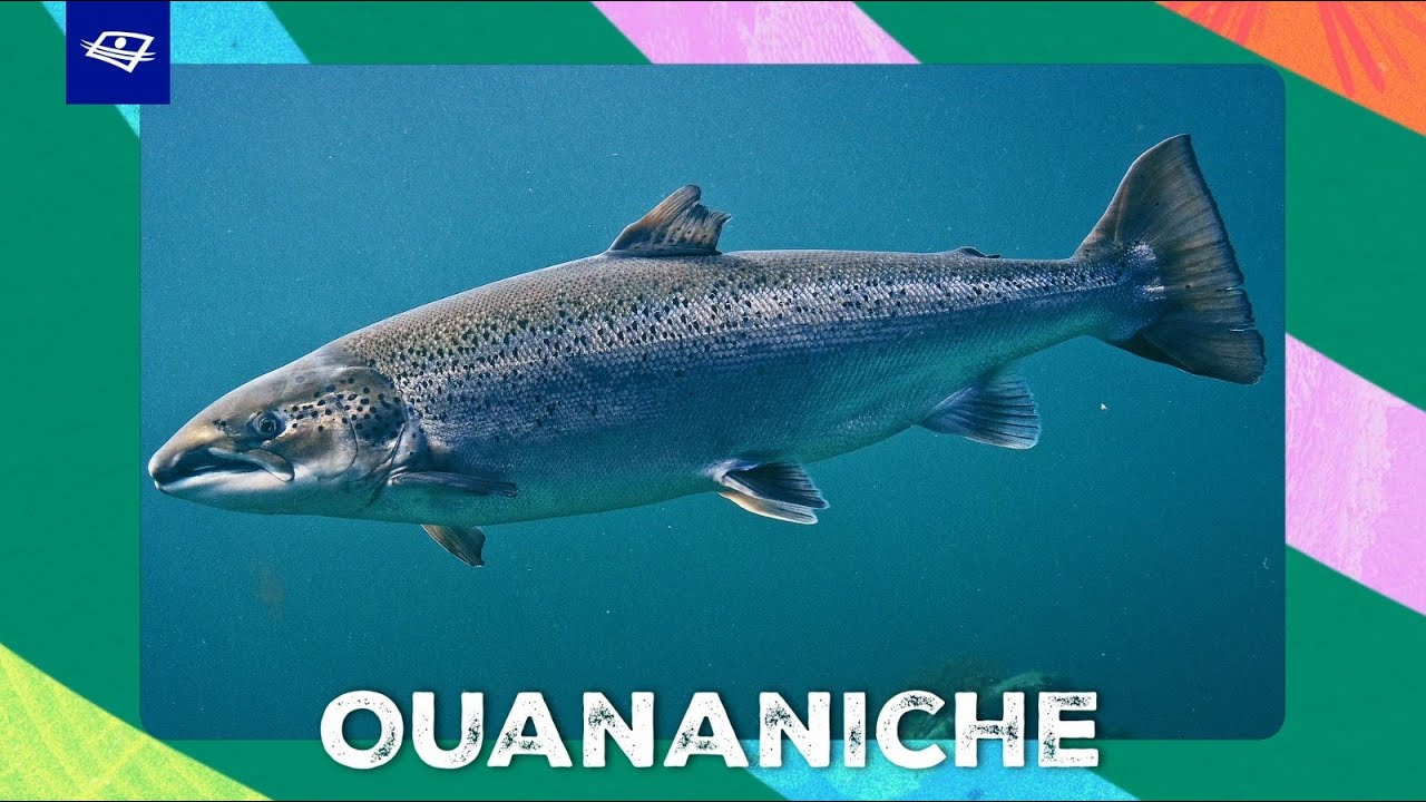 Ouananiche ou saumon? On fait la différence! | Le safari de Joanie ...