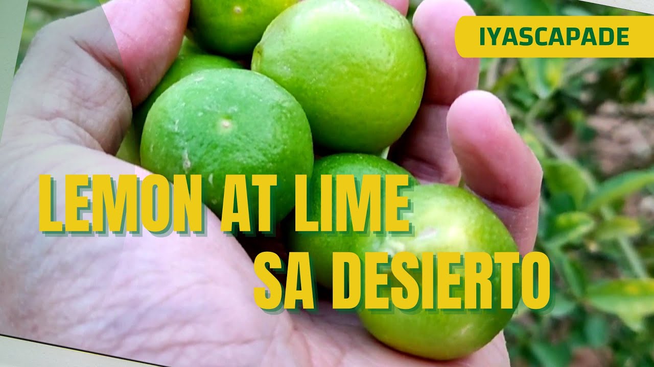 Harvesting Lime and Lemon in Saudi Arabia - YouTube