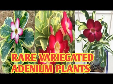 RARE VARIEGATED ADENIUM PLANTS @margiepulido21 - YouTube