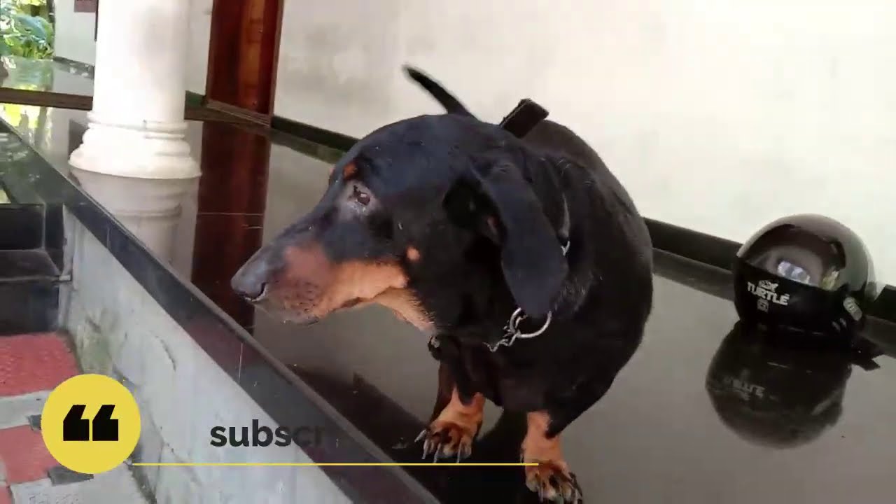 To know more about the Dog breed DACHSHUND | ഡാഷ്ഹണ്ട് എന്നയിനം ...