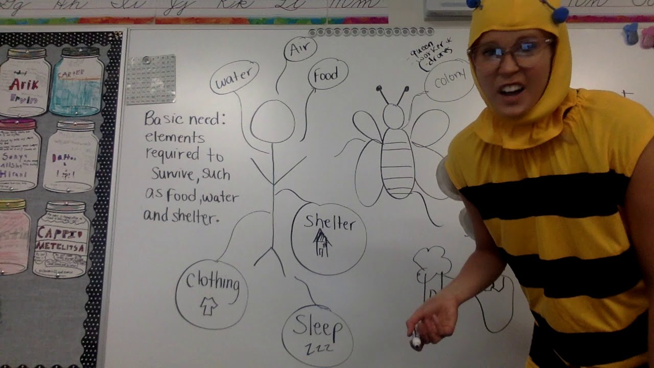 How are honey bees like humans? - YouTube
