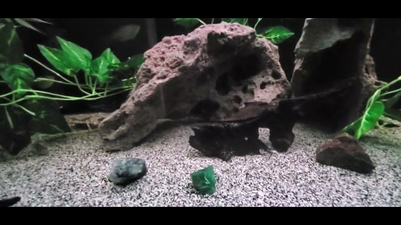 Is a fish tank. Fish go bloop. - YouTube