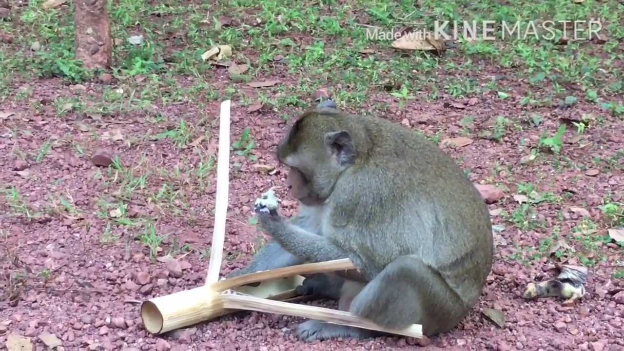 Funny Monkeys Meeting Pretty Girl At Angkor wat Temple In Monkey Groups ...