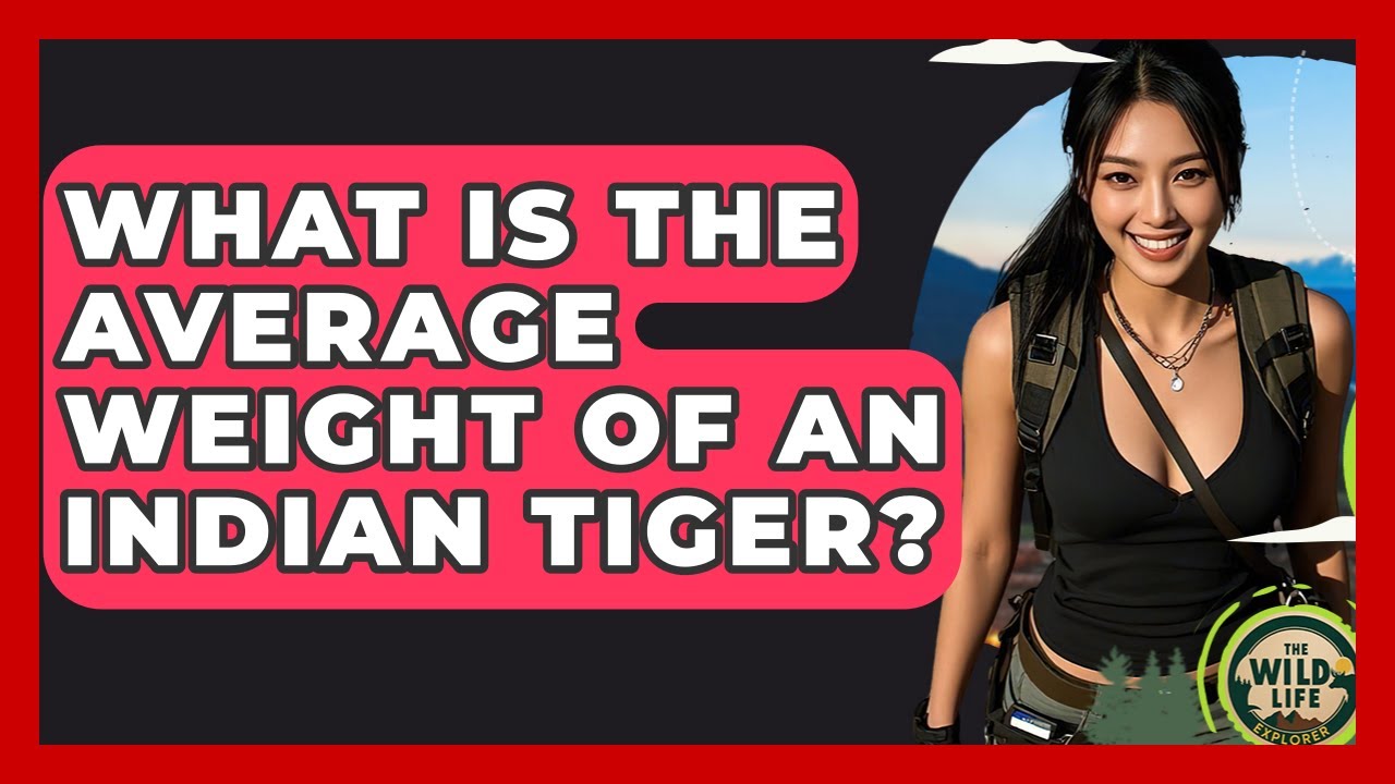 What Is The Average Weight Of An Indian Tiger? - The Wild Life Explorer ...