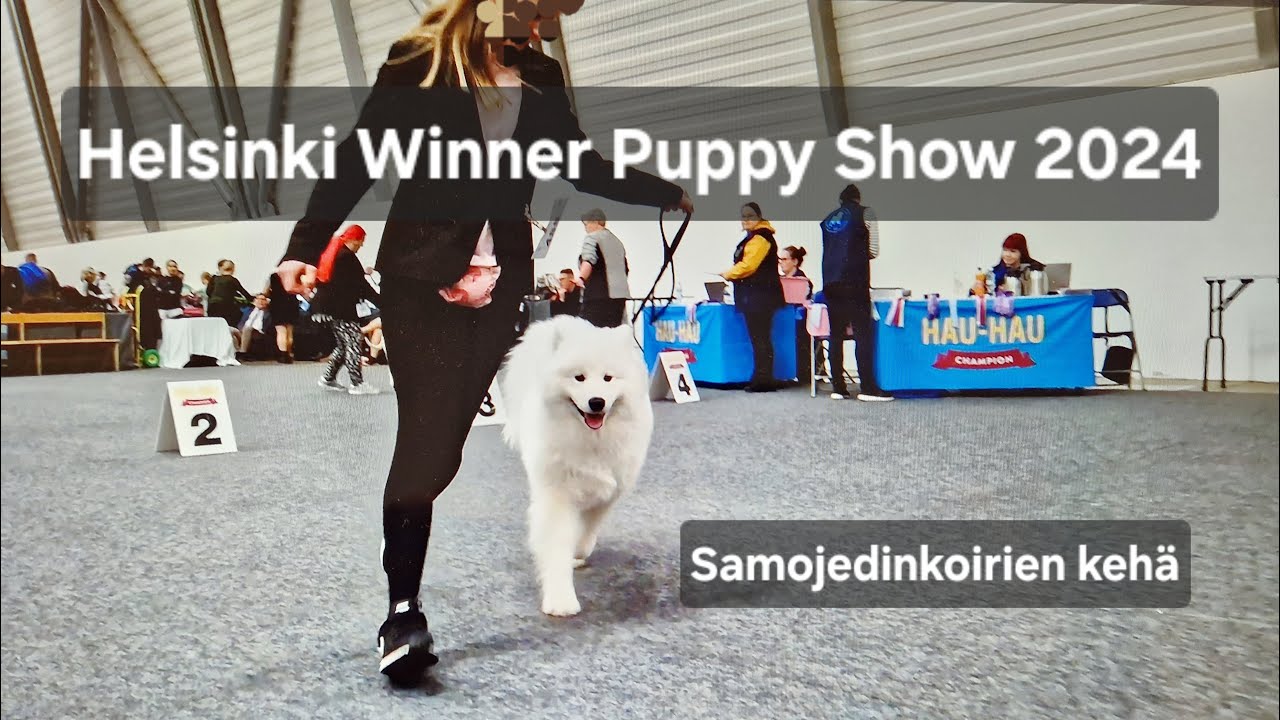 Helsinki Winner Puppy Show 2024 - Samojedinkoirien kehä - YouTube