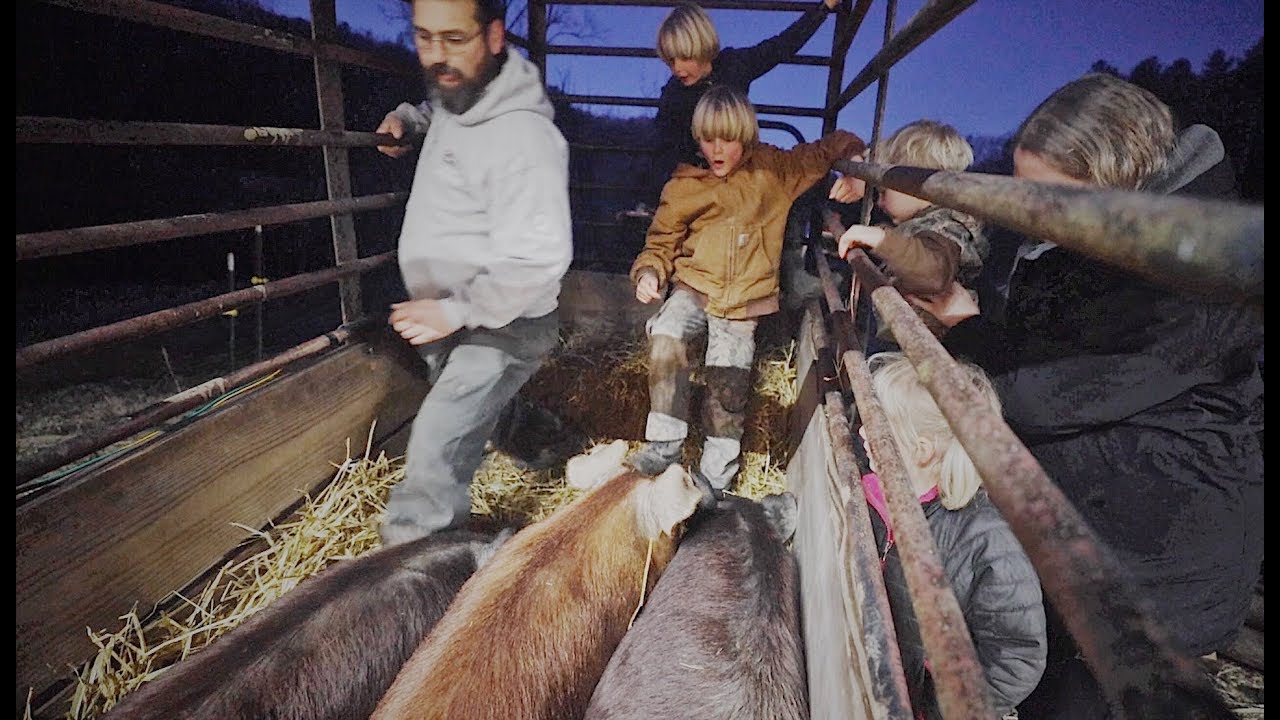 3 New Pigs Arrive Shivering, then we Got Stuck - YouTube