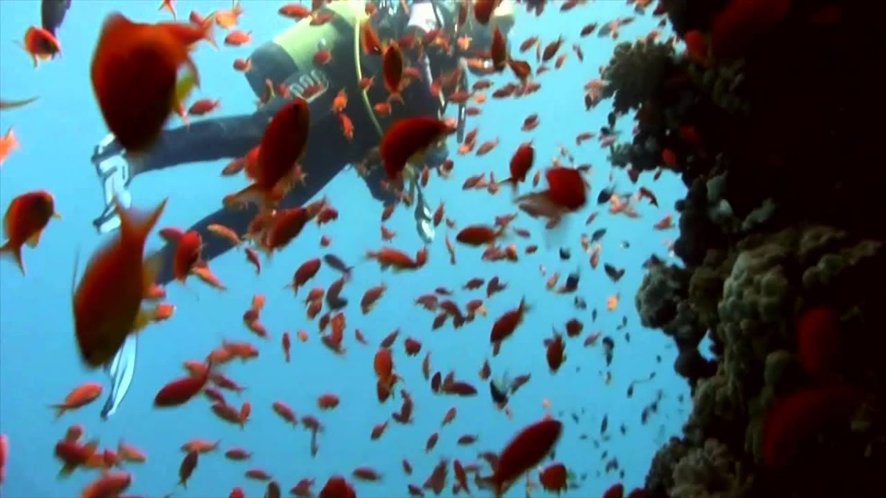 Viele bunte Fische Hurghada - YouTube
