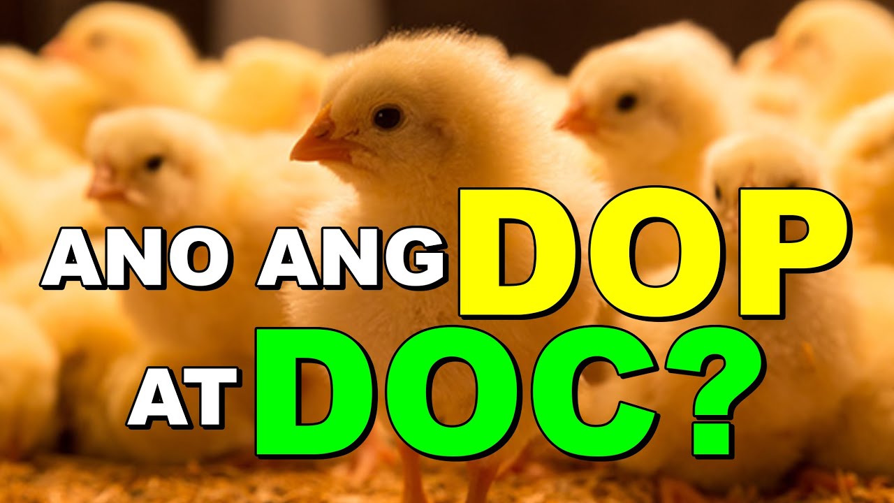 ANO ANG DOP AT DOC | REMASTERED - YouTube