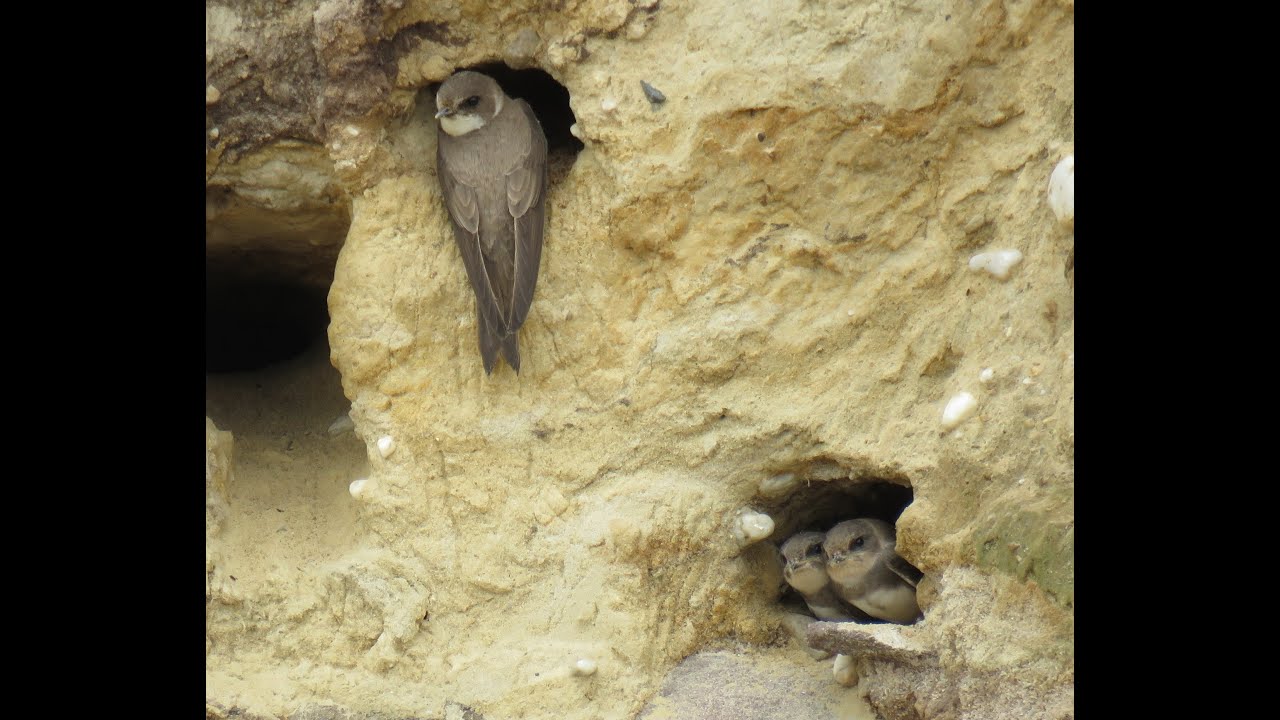 Natuurgebied de Maashorst - Oeverzwaluw - YouTube