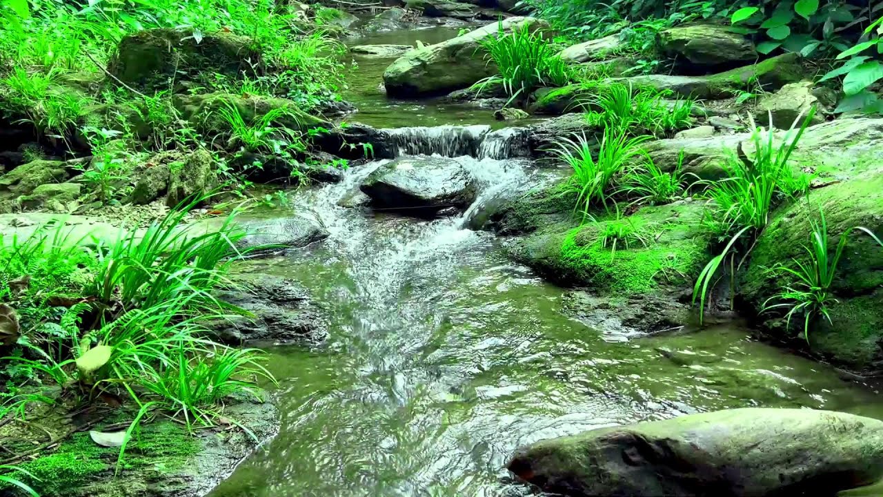 Relaxing Stream Sounds with Birds, Trickling Stream Sounds, Beautiful ...